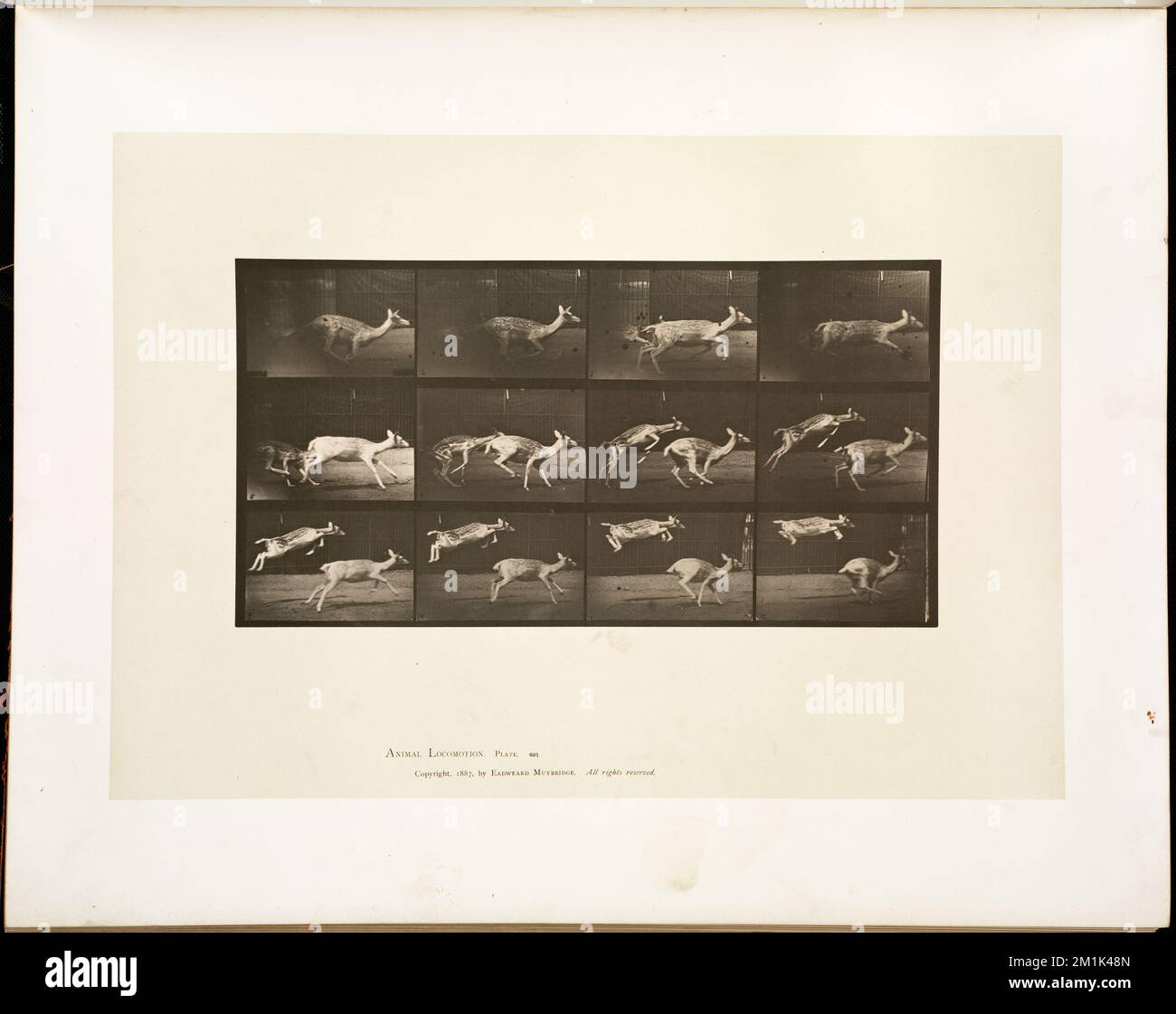 Animal locomotion. Plate 691 , Deer, Running, Animal locomotion, an ...