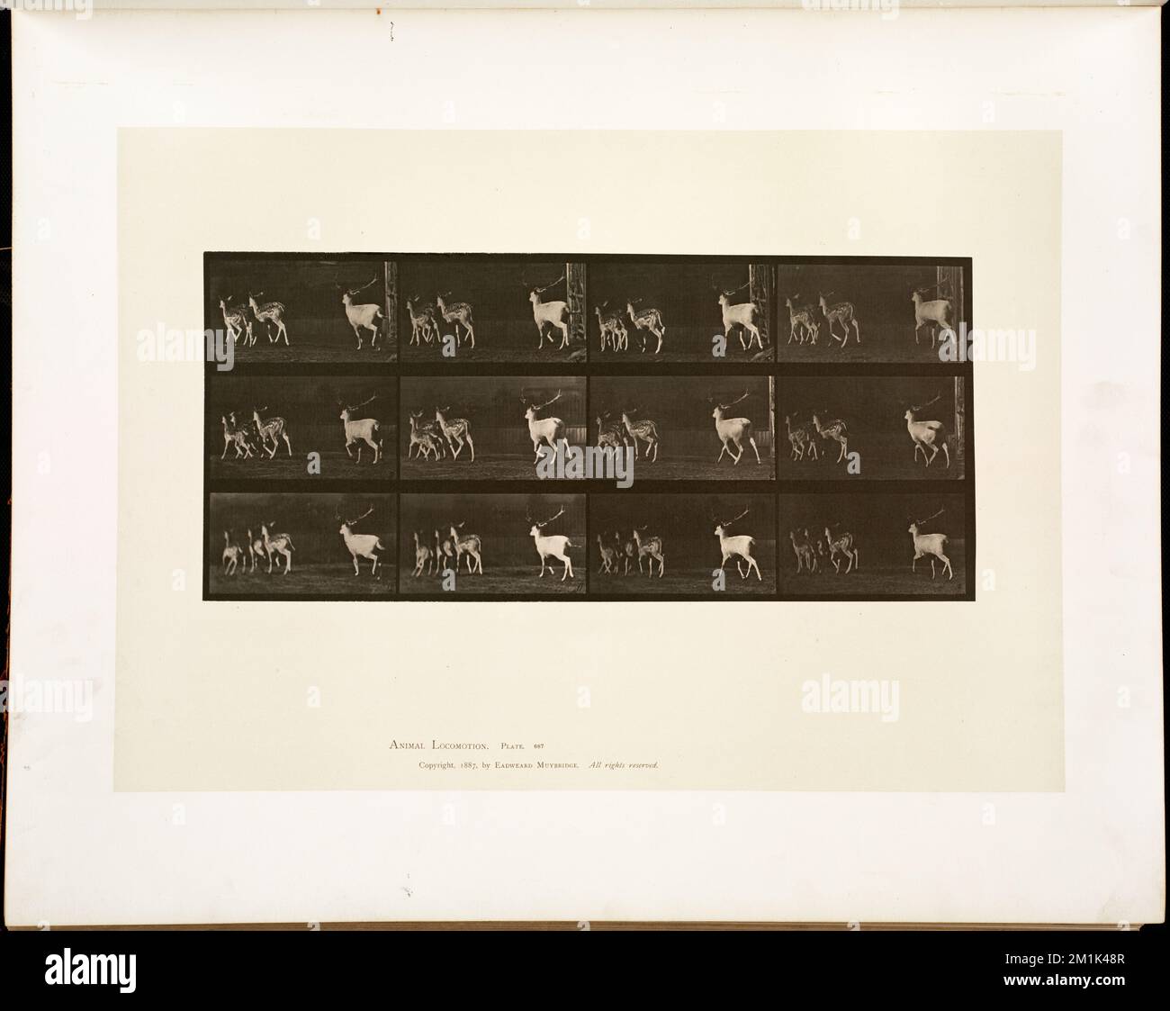 Animal locomotion. Plate 687 , Deer, Running, Animal locomotion, an ...
