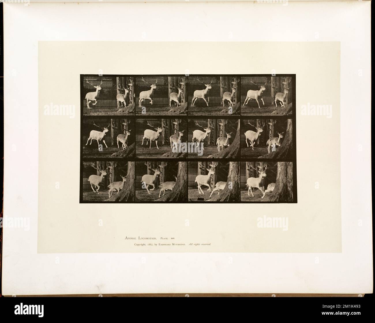 Muybridge running horse hi-res stock photography and images - Alamy