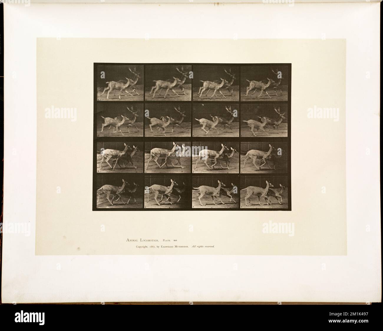 Animal locomotion. Plate 684 , Deer, Running, Animal locomotion, an ...