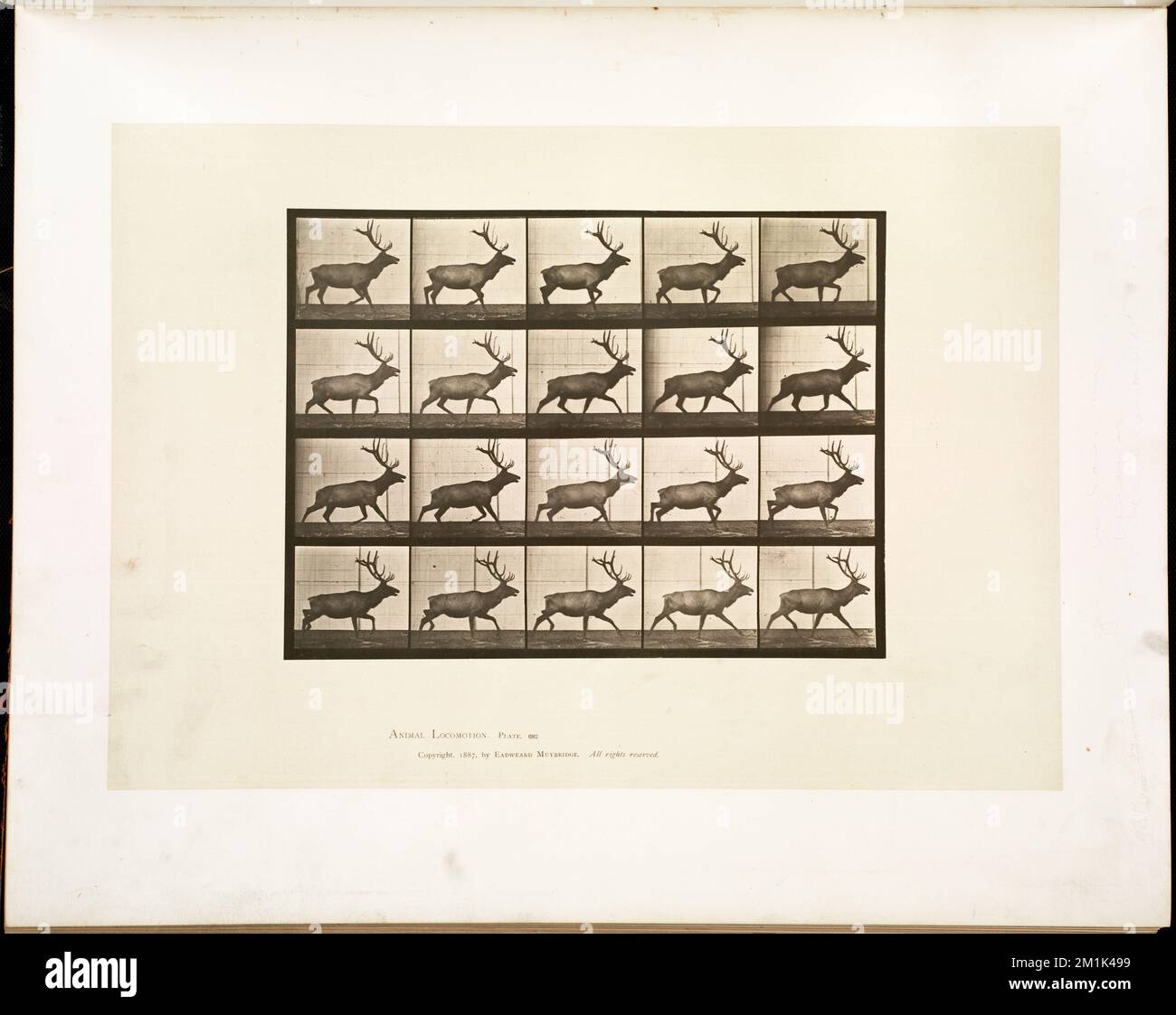 Animal locomotion. Plate 692 , Elk, Animal locomotion, an electro ...