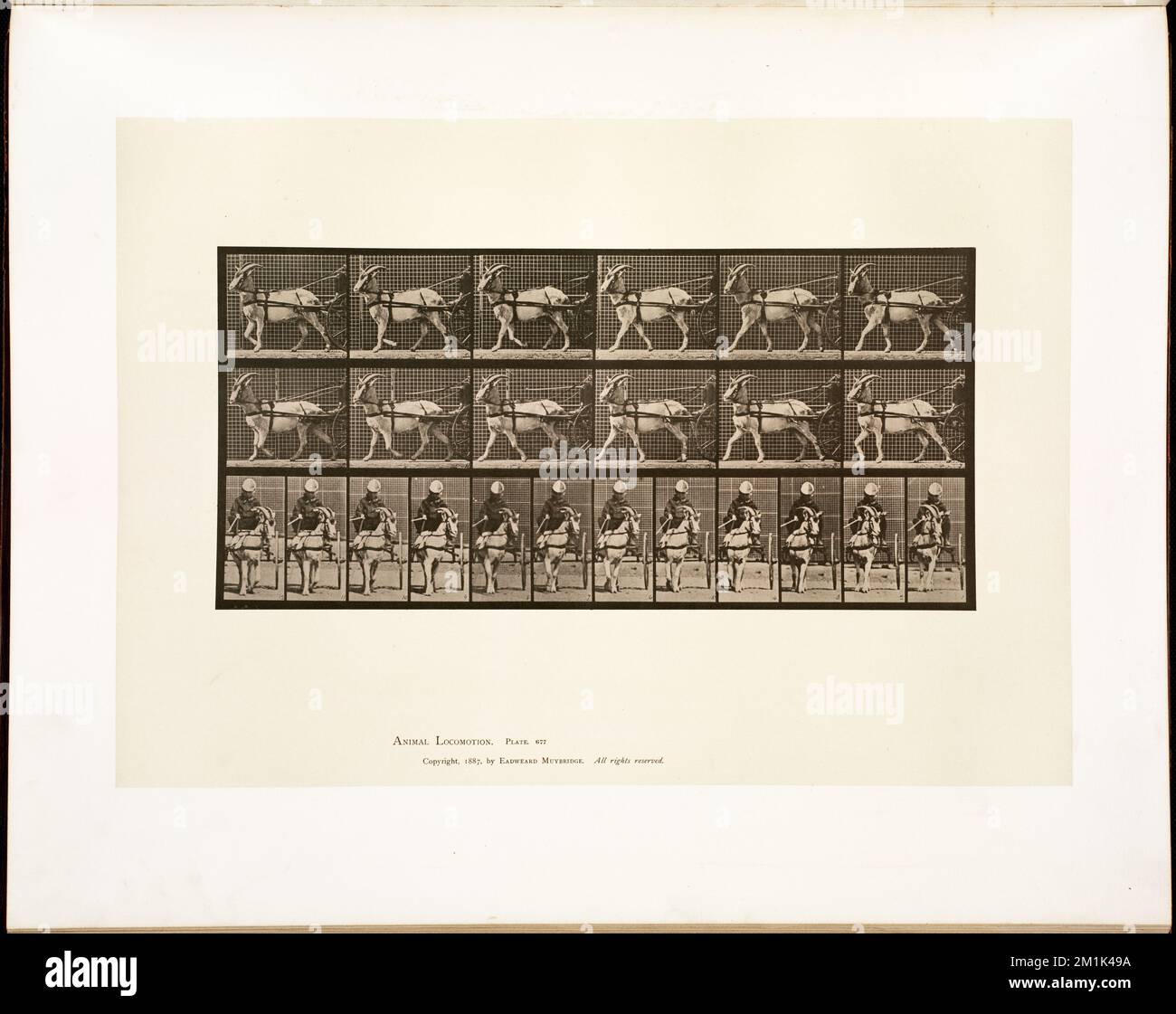 Animal locomotion. Plate 677 , Goats, Goat carts, Animal locomotion, an ...