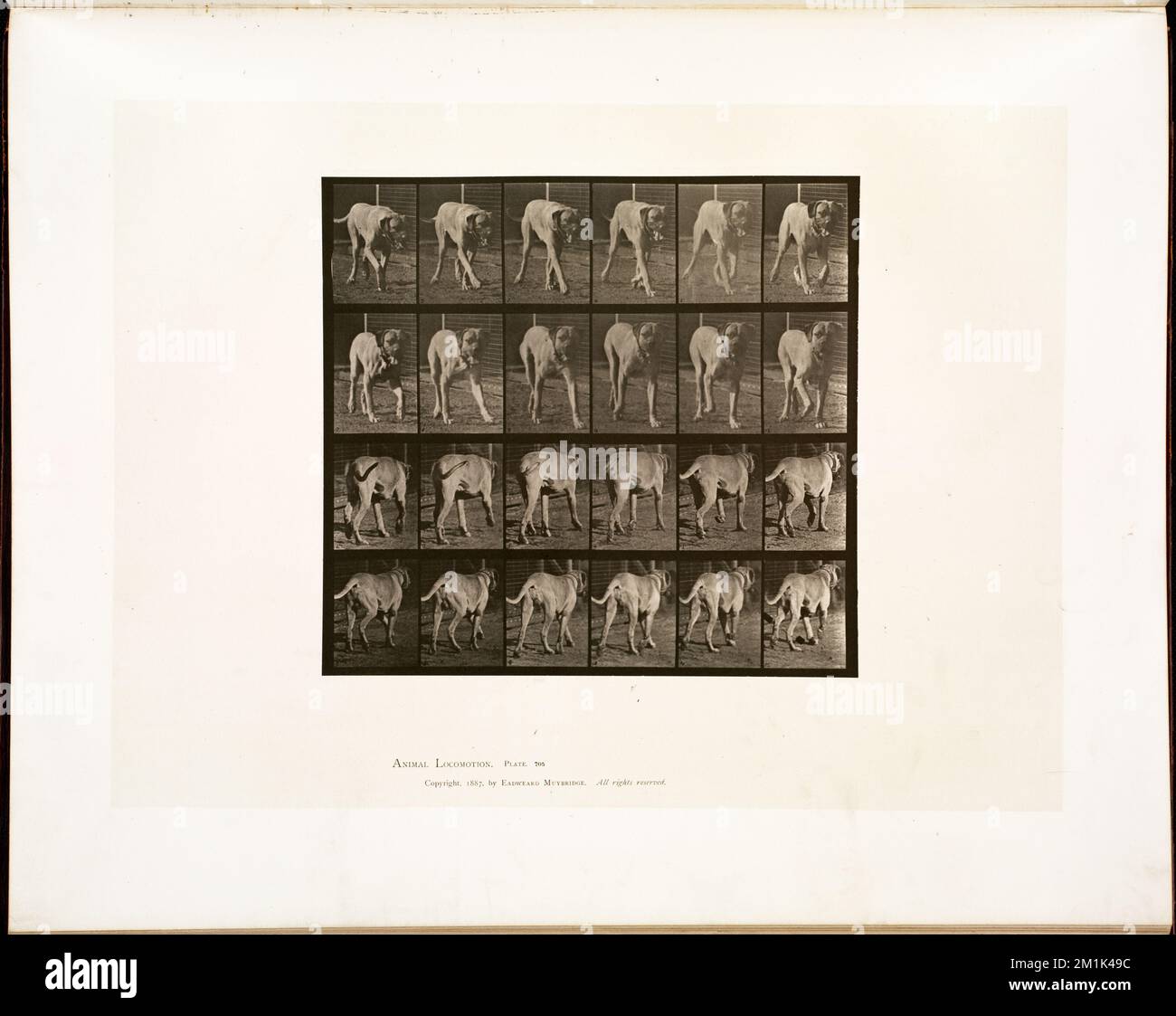 Animal movements phases hi-res stock photography and images - Alamy