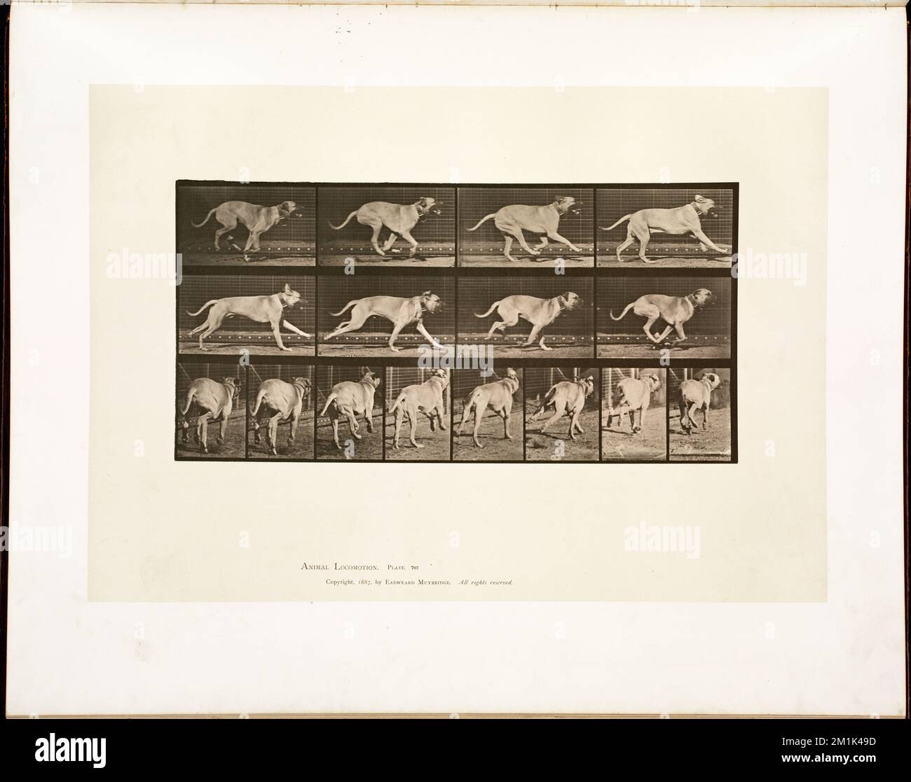 Animal locomotion. Plate 707 , Dogs, Running, Animal locomotion, an ...