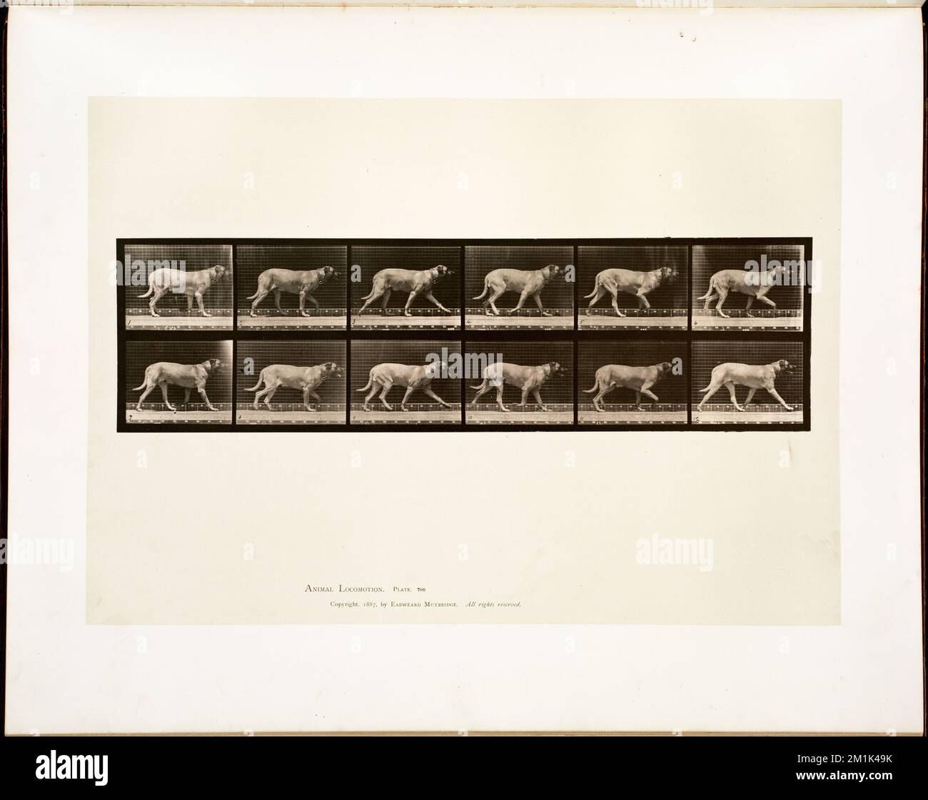 Animal locomotion. Plate 706 , Dogs, Animal locomotion, an electro ...