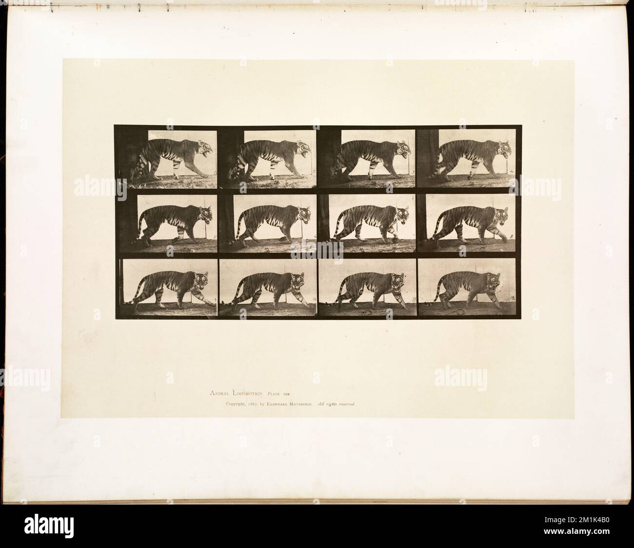Animal locomotion. Plate 729 , Tigers, Walking, Animal locomotion, an ...