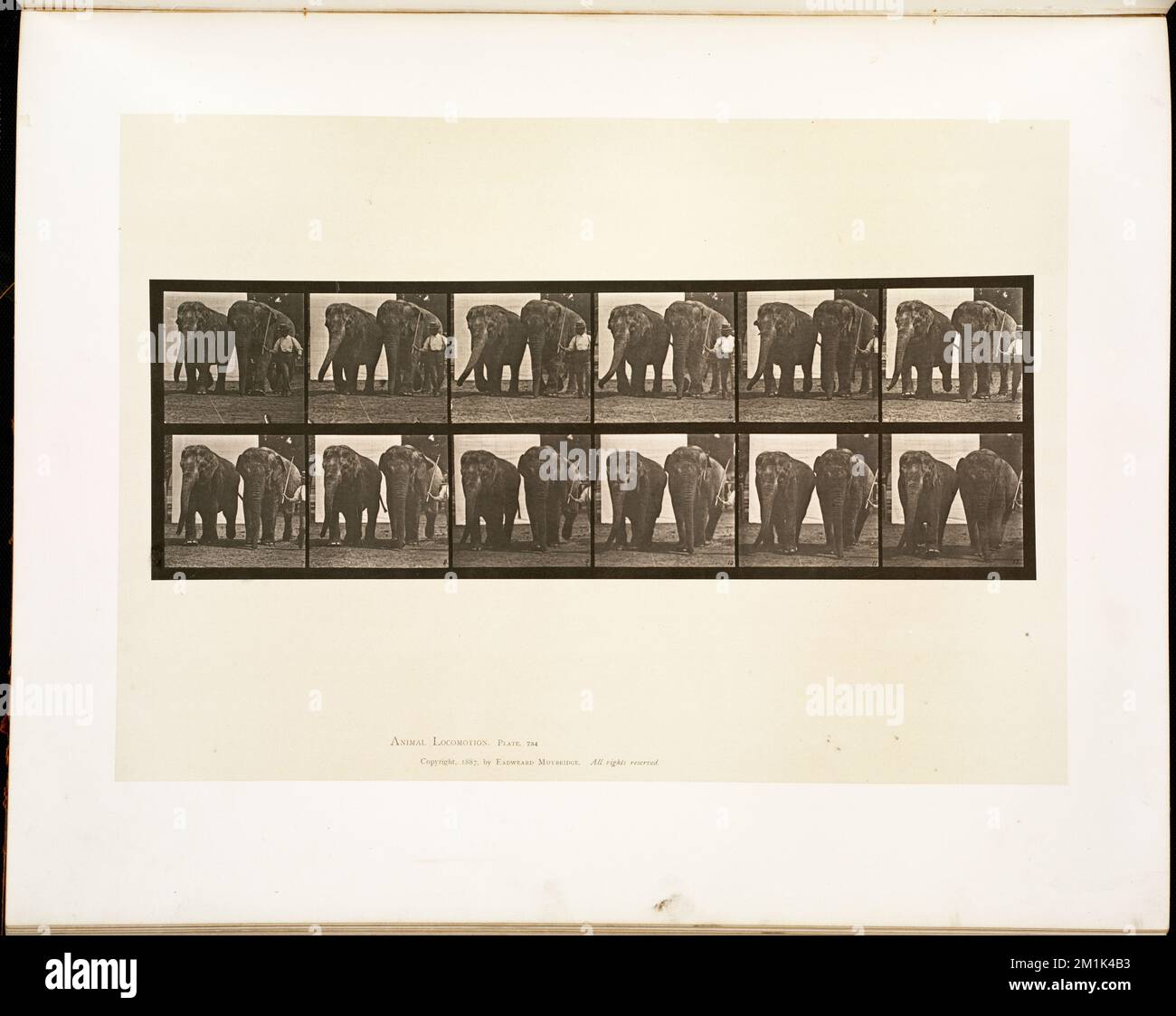 Animal locomotion. Plate 734 , Elephants, Walking, Animal locomotion ...