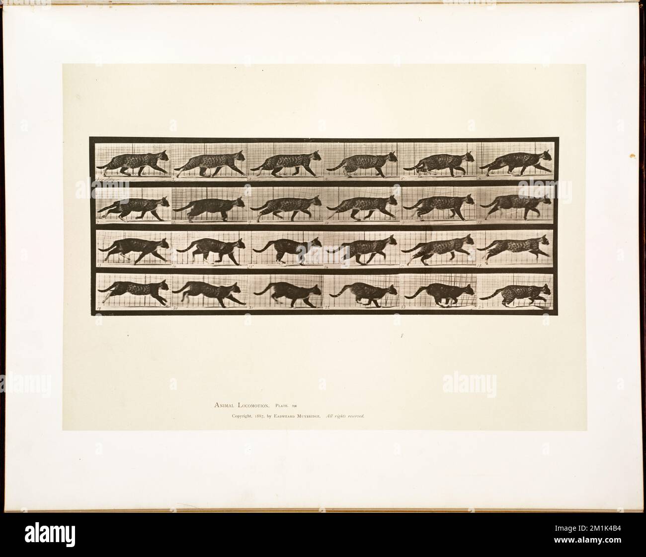 Animal locomotion. Plate 718 , Cats, Running, Animal locomotion, an ...