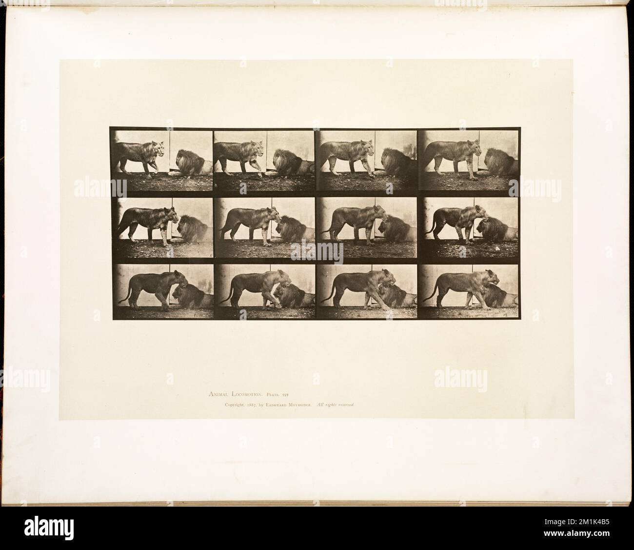 Animal locomotion. Plate 727 , Lions, Walking, Animal locomotion, an ...