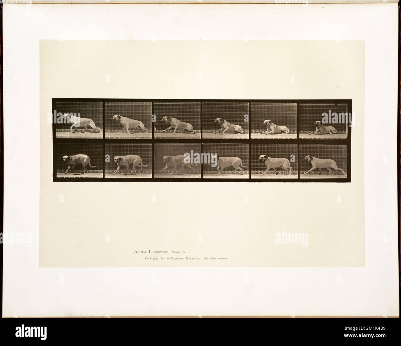 Animal locomotion. Plate 714 , Dogs, Animal locomotion, an electro ...