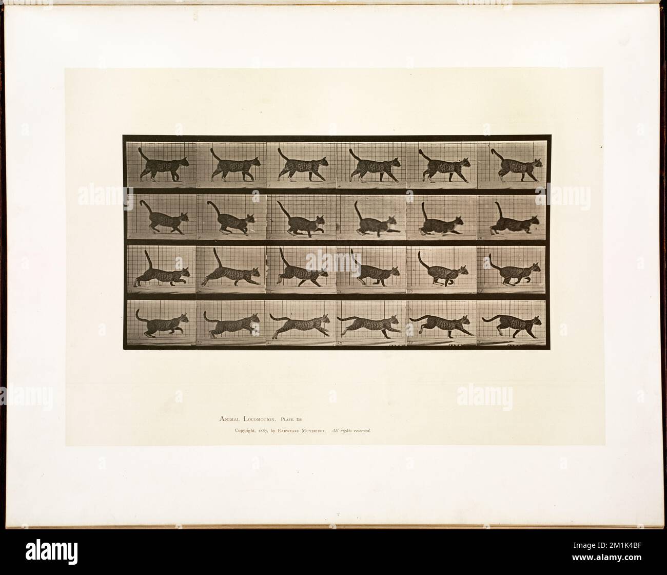 Animal locomotion. Plate 716 , Cats, Walking, Running, Animal ...