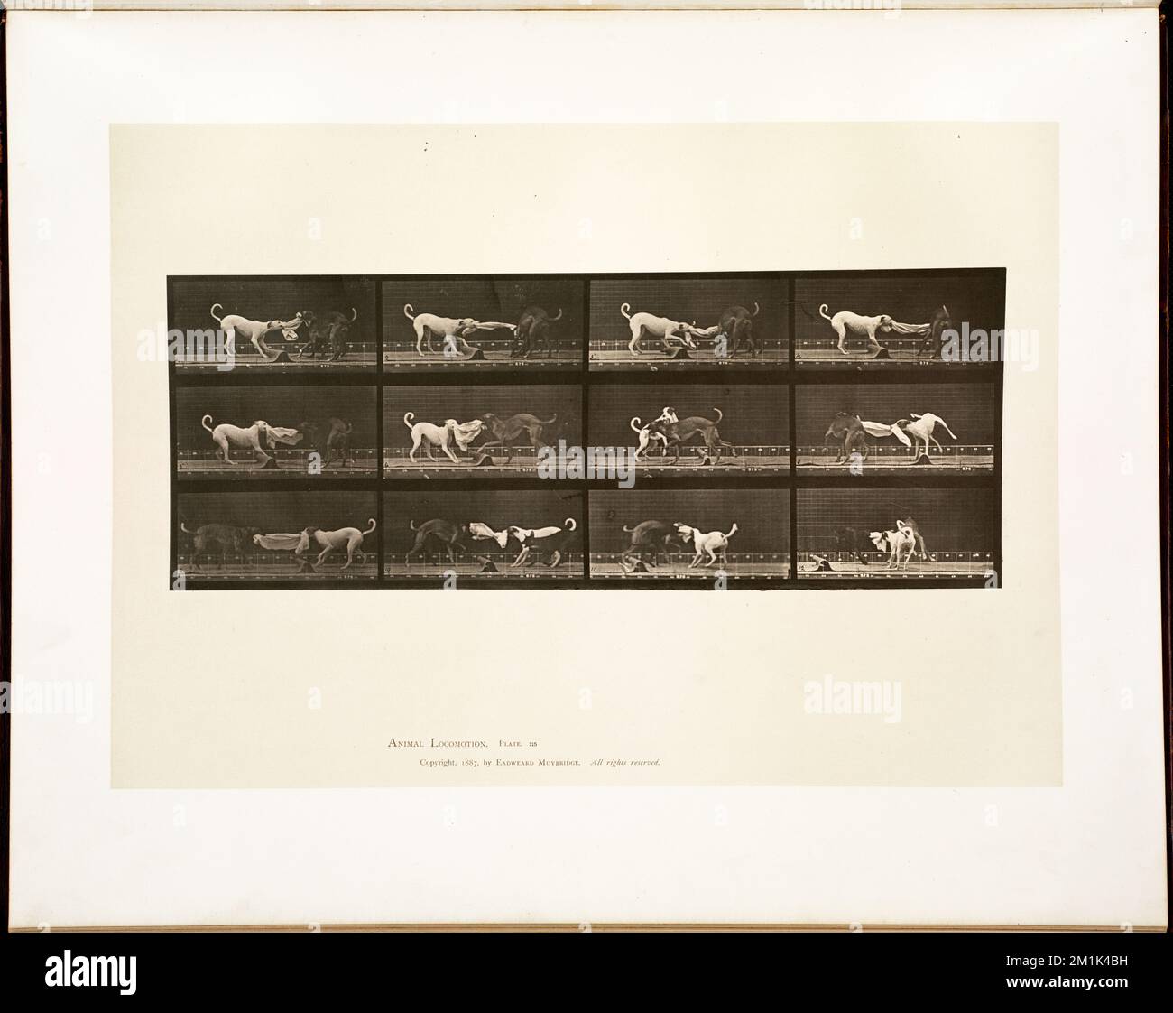 Animal locomotion. Plate 715 , Dogs, Pulling, Animal locomotion, an ...