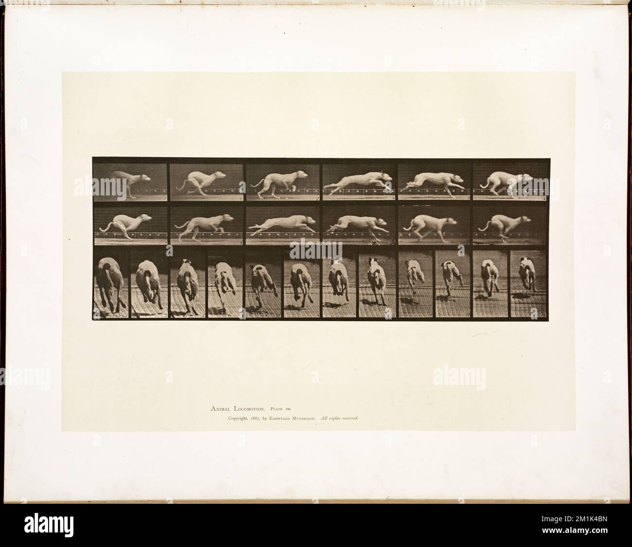 Animal locomotion. Plate 710 , Dogs, Running, Animal locomotion, an ...