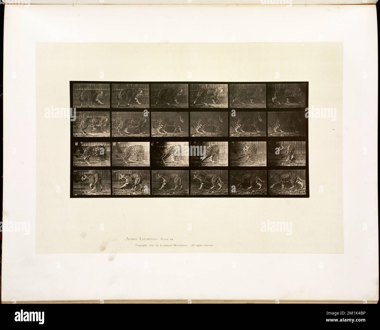 Animal locomotion. Plate 731 , Wild cats, Walking, Animal locomotion ...