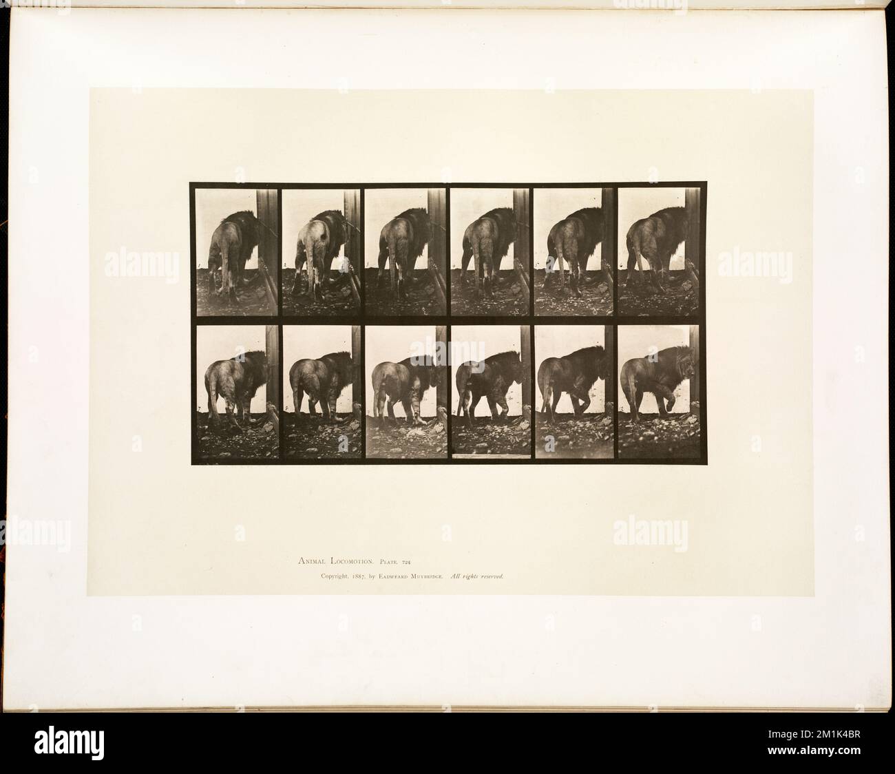 Animal locomotion. Plate 724 , Lions, Walking, Animal locomotion, an ...