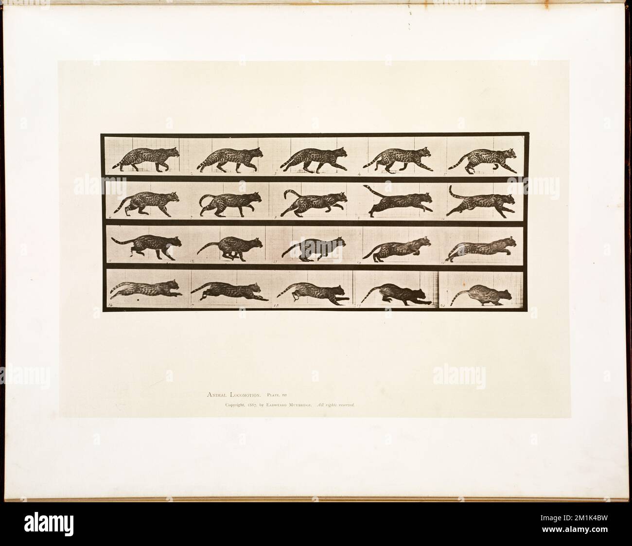 Animal locomotion. Plate 717 , Cats, Running, Animal locomotion, an ...