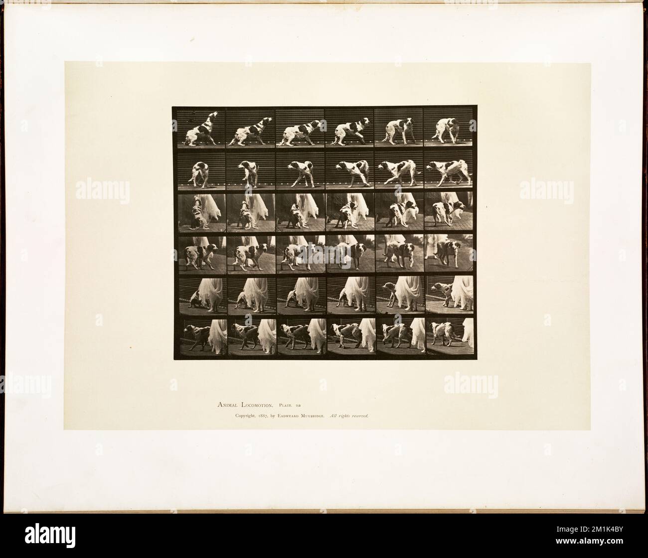 Animal locomotion. Plate 713 , Dogs, Animal locomotion, an electro ...