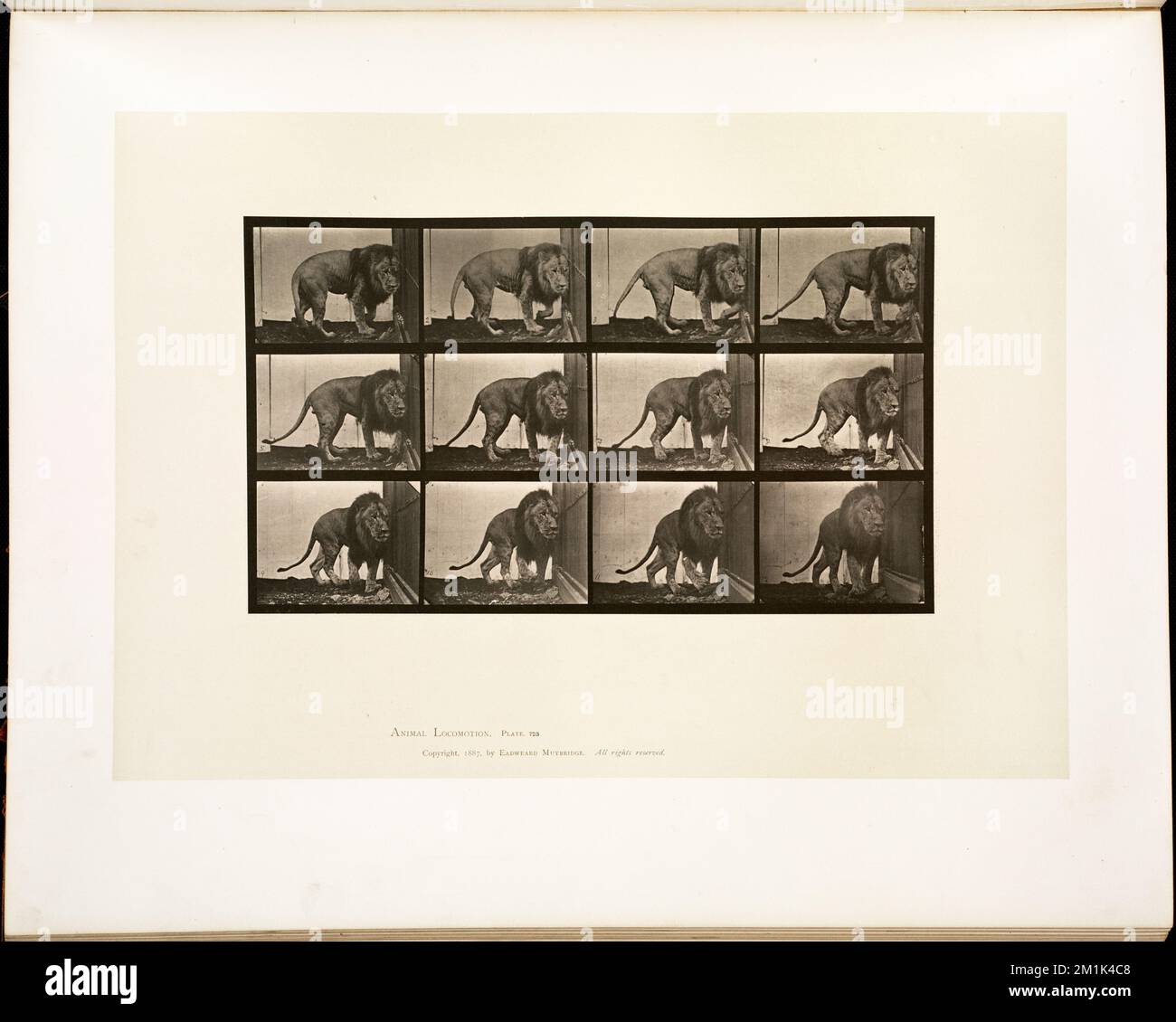 Animal locomotion. Plate 723 , Lions, Walking, Animal locomotion, an ...