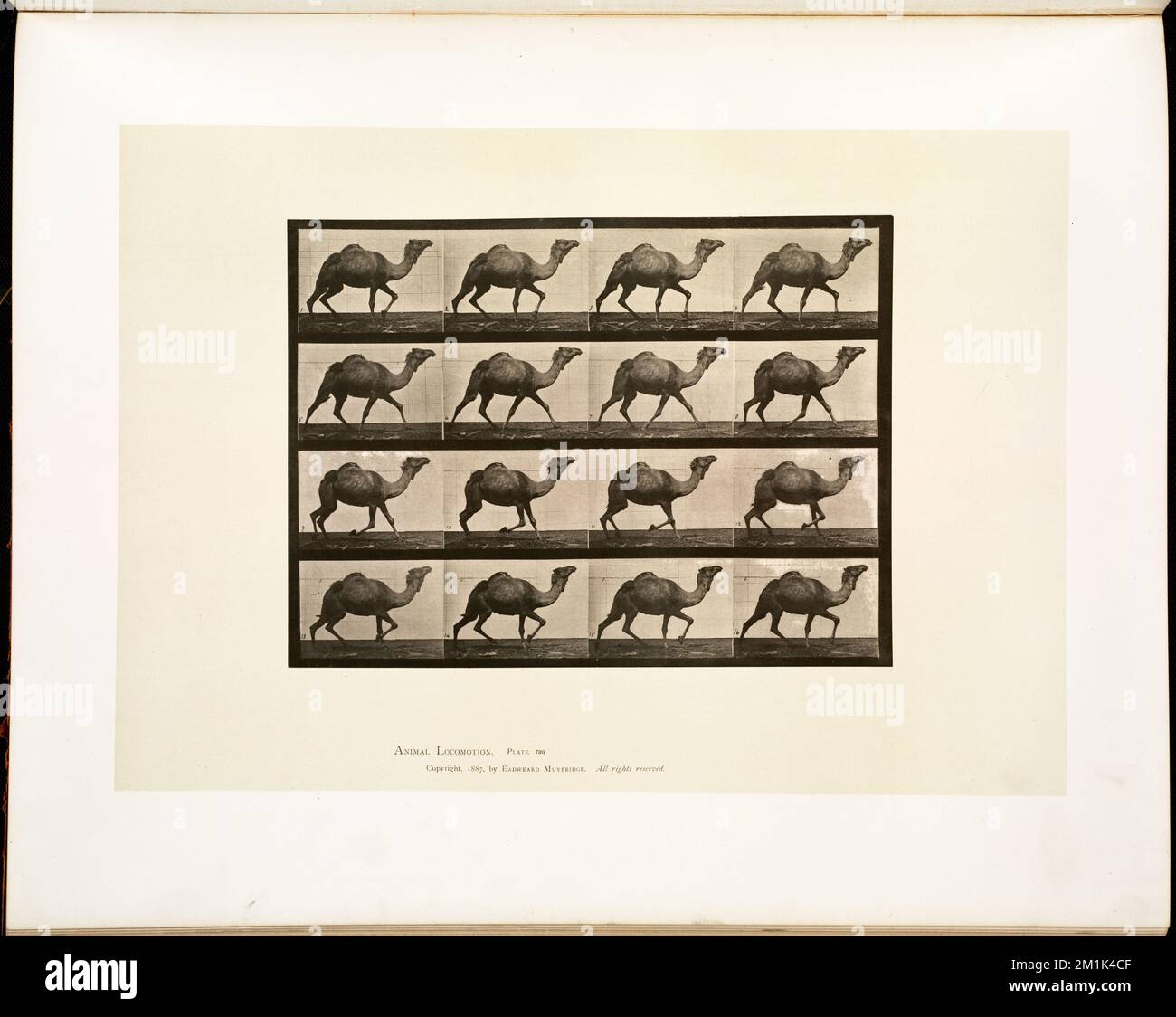 Animal locomotion. Plate 736 , Camels, Animal locomotion, an electro ...