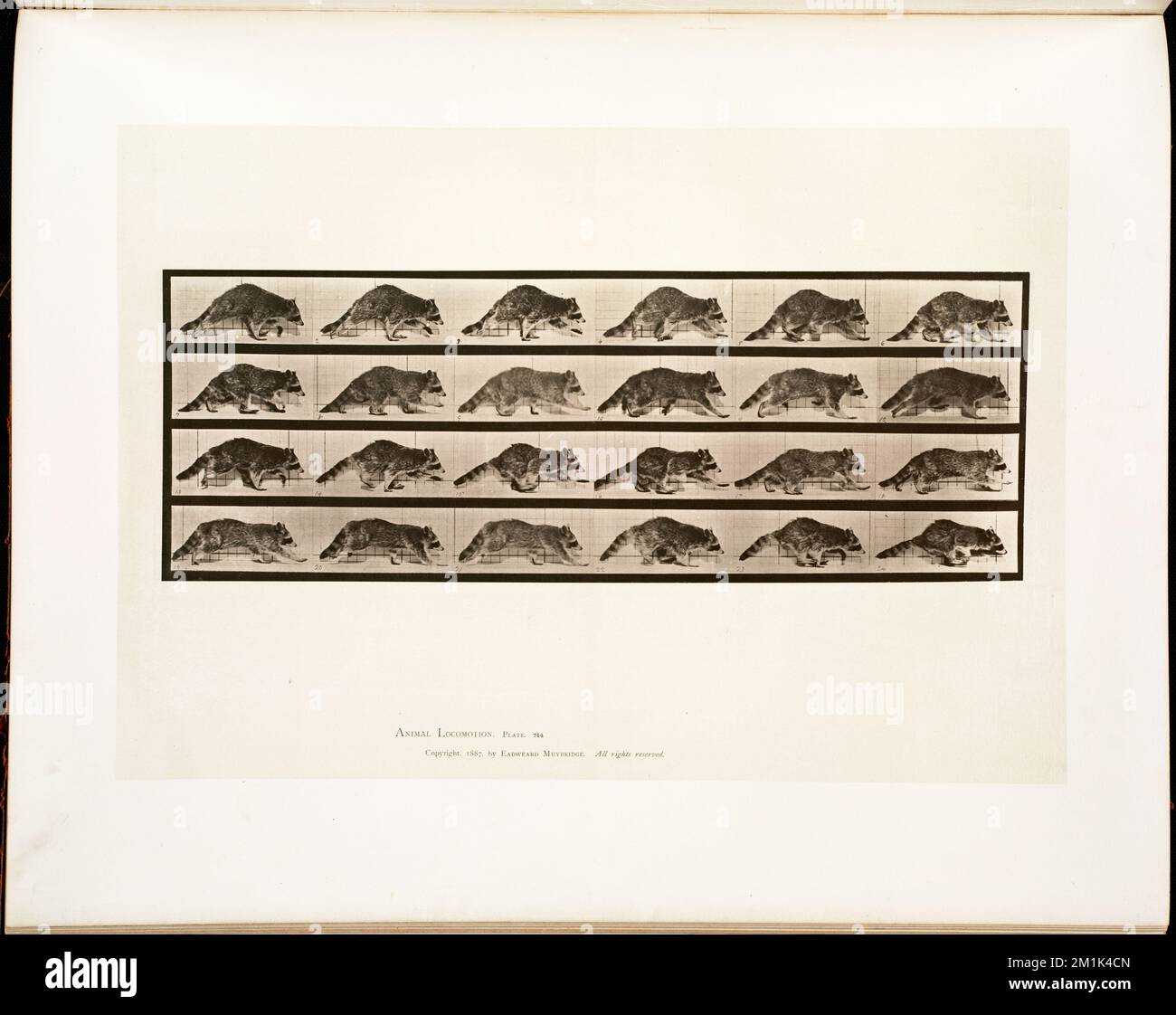 Animal locomotion. Plate 744 , Raccoons, Walking, Running, Animal ...
