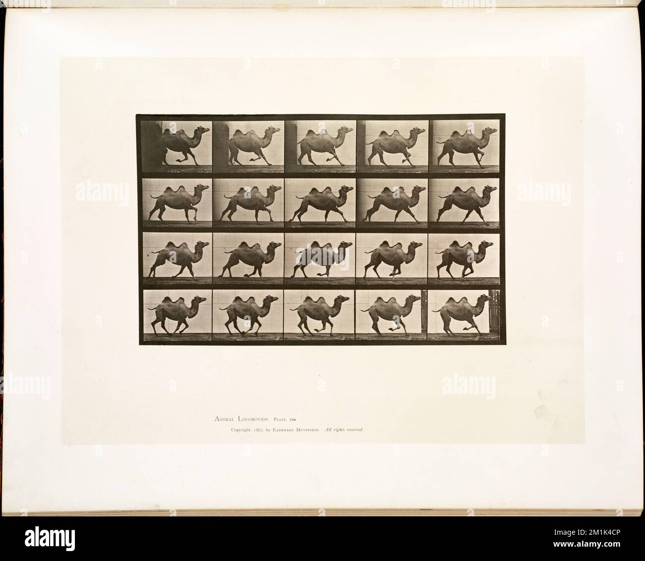 Animal locomotion. Plate 739 , Camels, Running, Animal locomotion, an ...