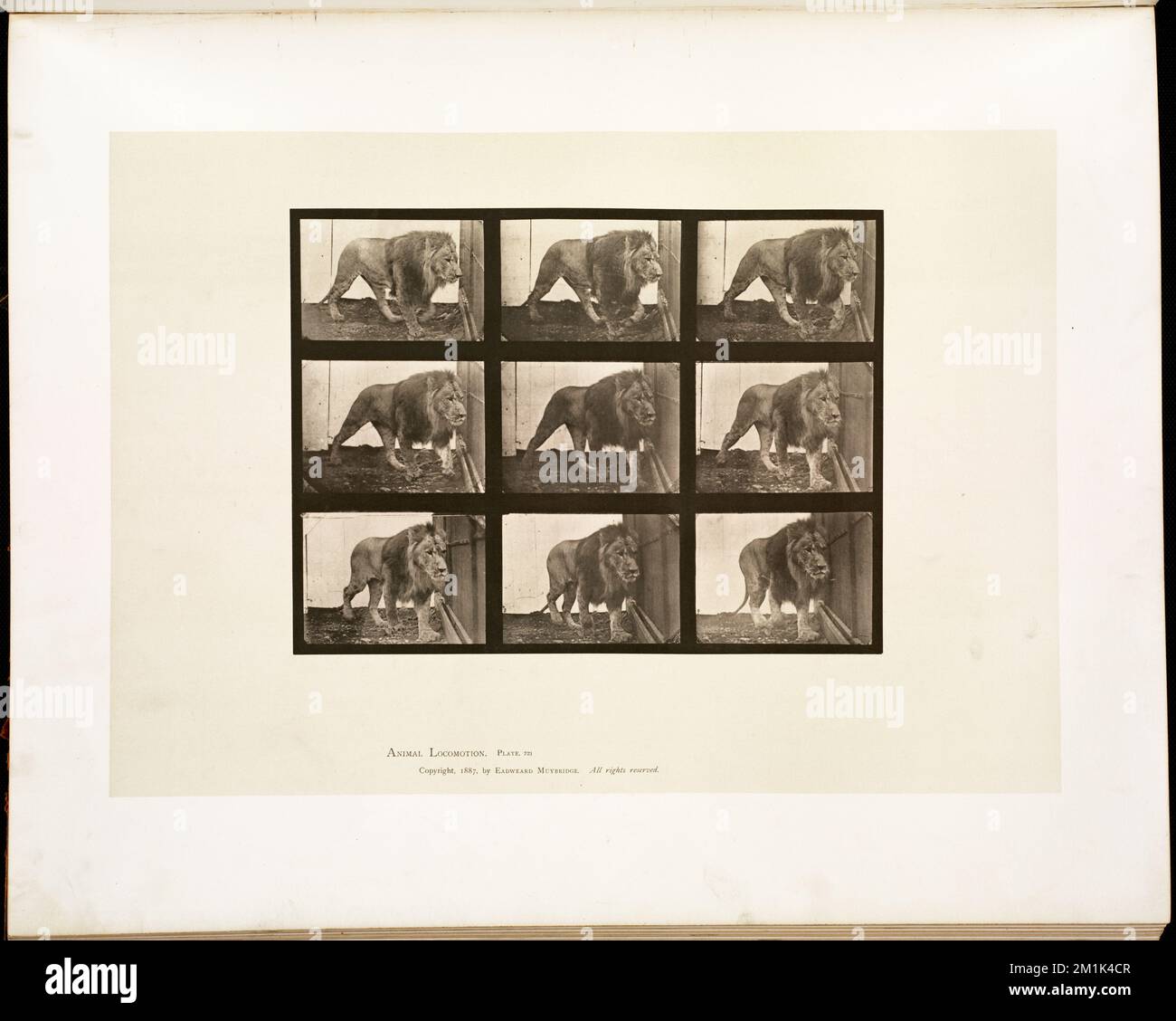 Animal locomotion plate 721 hi-res stock photography and images - Alamy