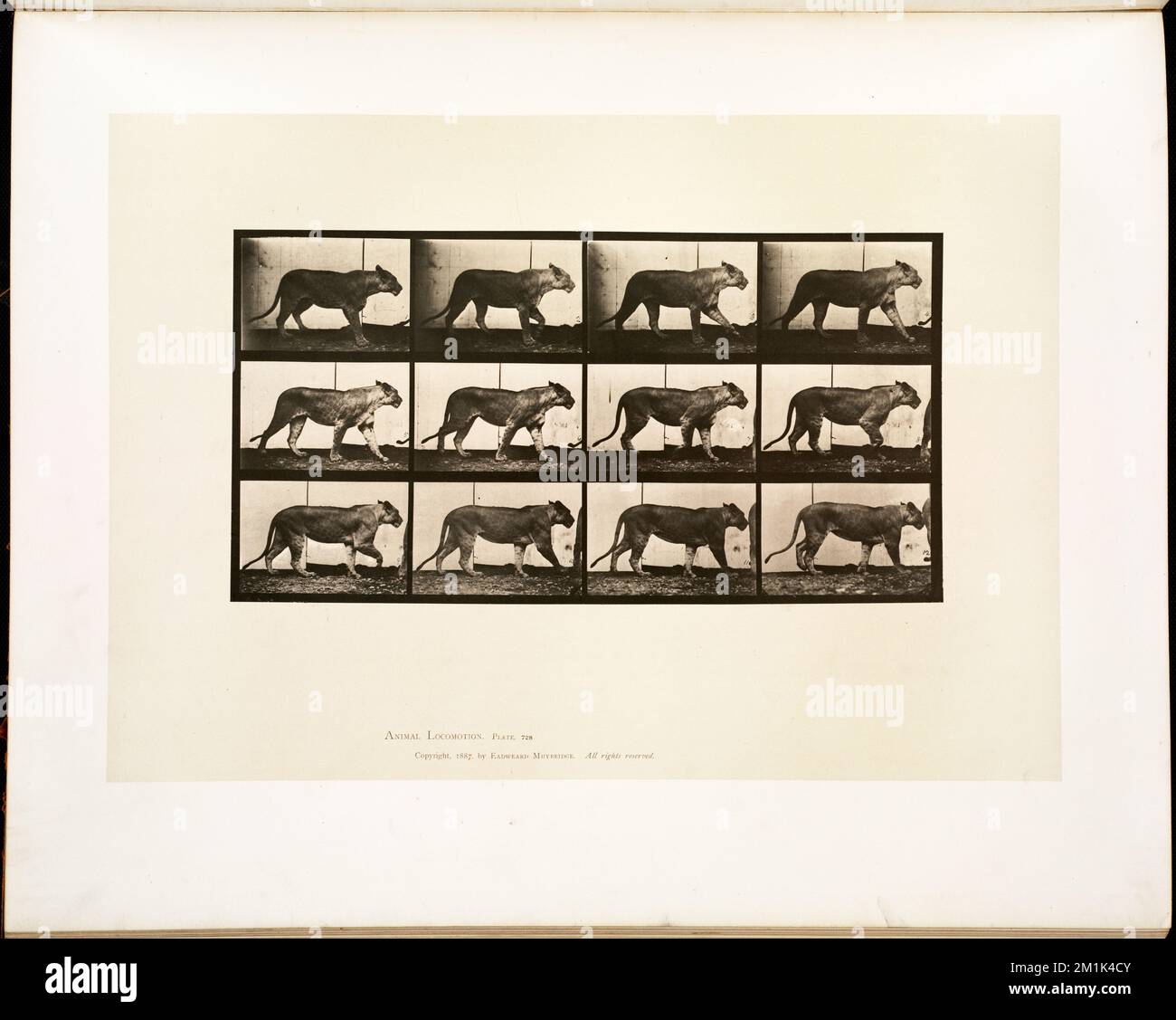 Animal locomotion. Plate 728 , Lions, Walking, Animal locomotion, an ...