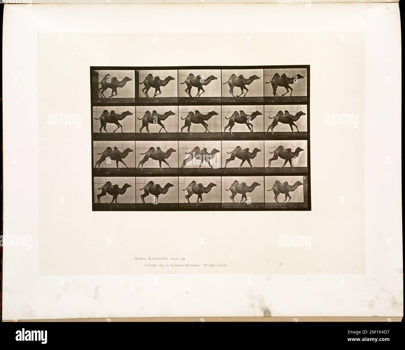 Animal locomotion. Plate 740 , Camels, Running, Animal locomotion, an ...