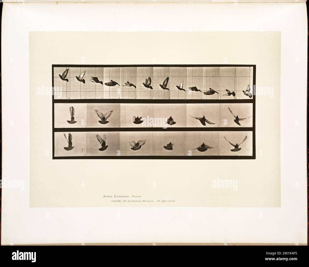 Animal locomotion. Plate 755 , Pigeons, Flying, Animal locomotion, an ...