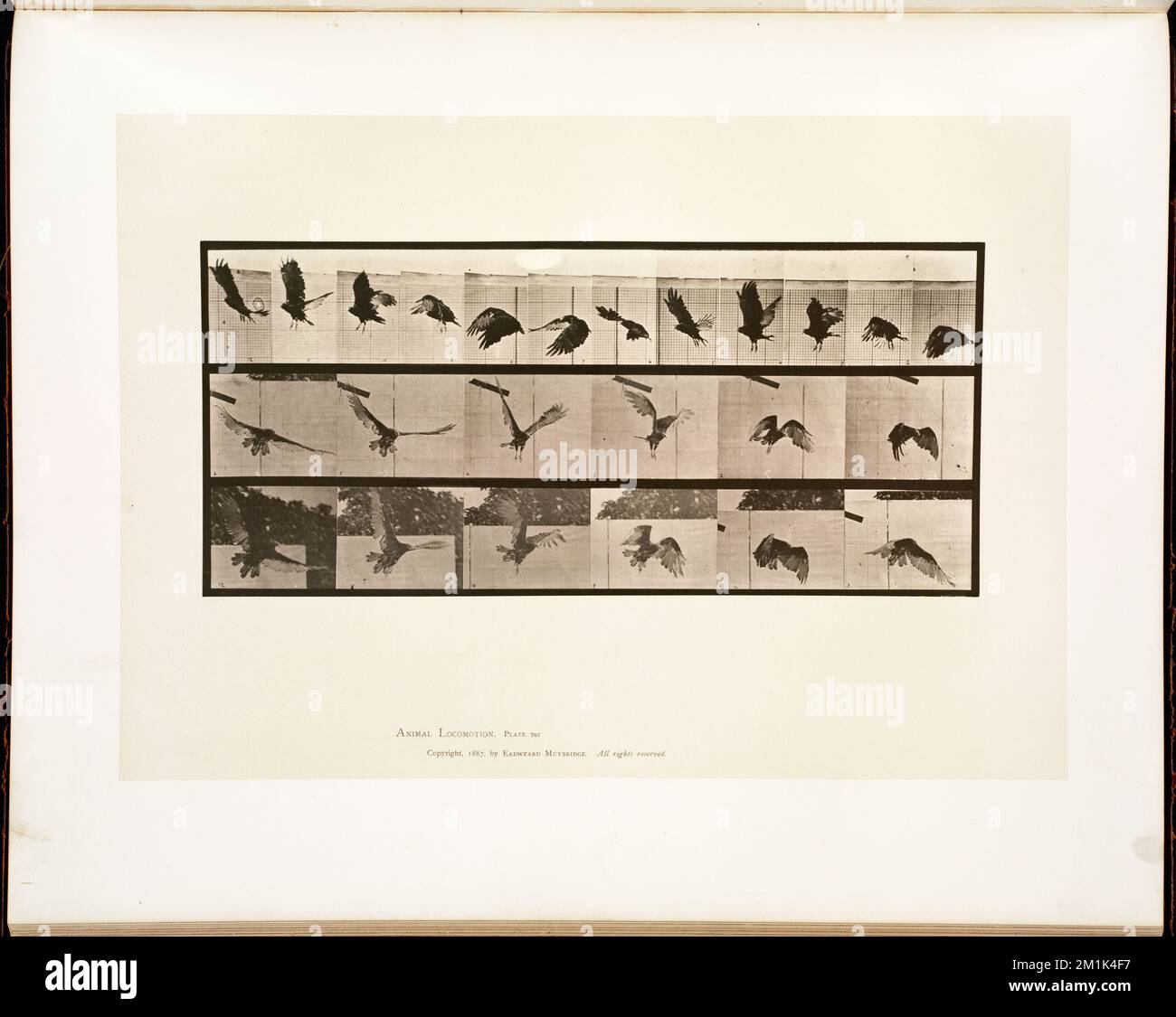 Animal locomotion. Plate 767 , Vultures, Flying, Animal locomotion, an ...