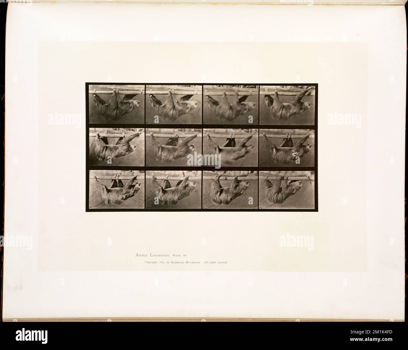 Animal locomotion. Plate 750 , Sloths, Walking, Animal locomotion, an ...