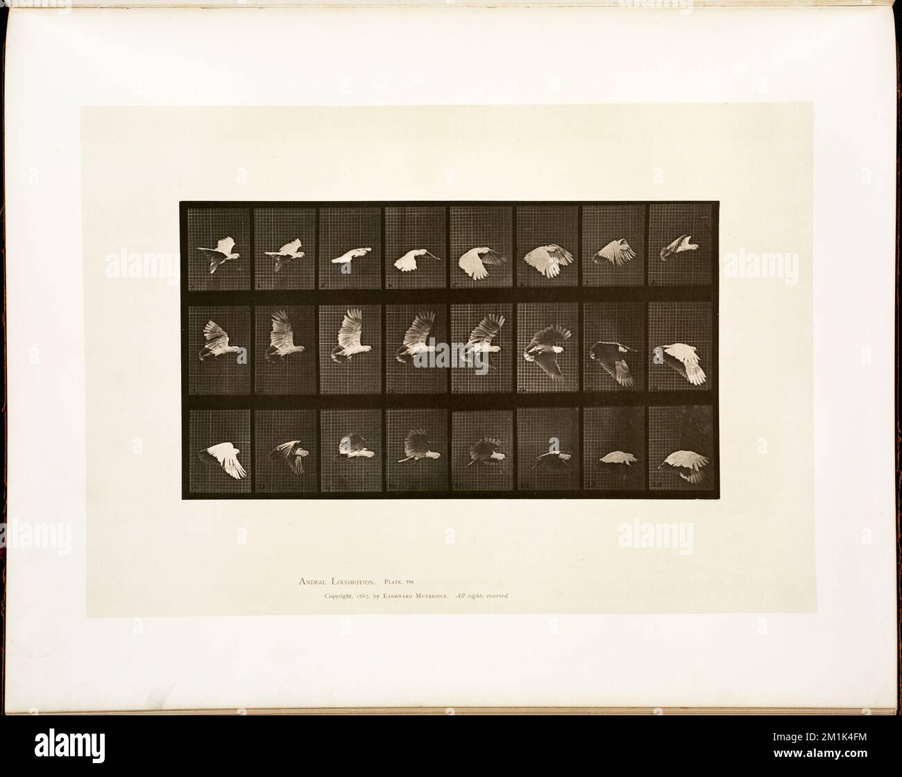 Animal locomotion. Plate 758 , Cockatoos, Flying, Animal locomotion, an ...