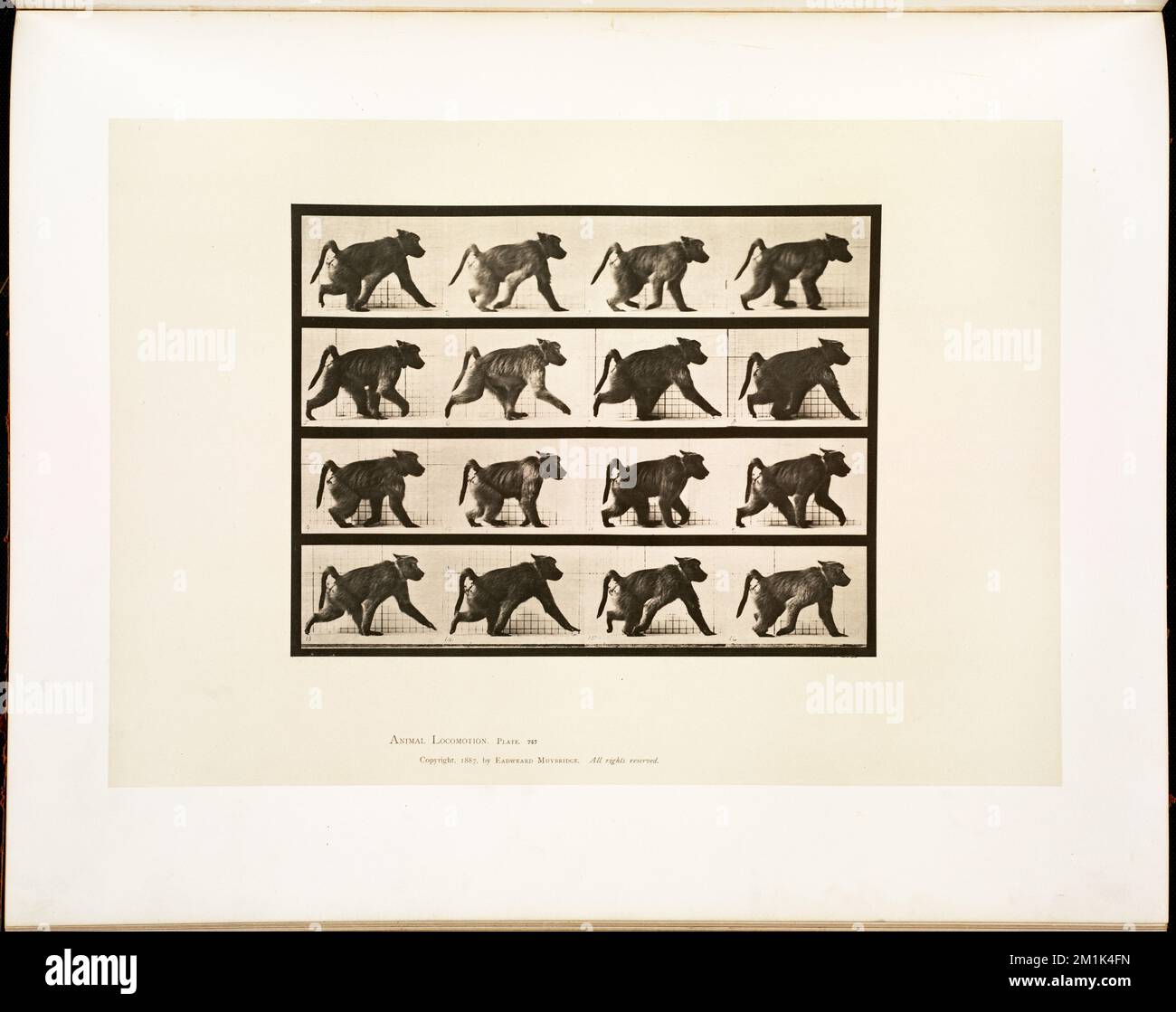 Animal locomotion. Plate 747 , Baboons, Walking, Animal locomotion, an ...