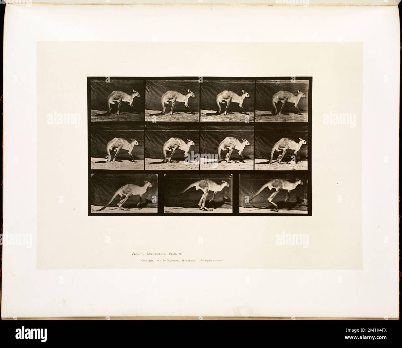Animal locomotion. Plate 751 , Kangaroos, Walking, Jumping, Aniimal ...