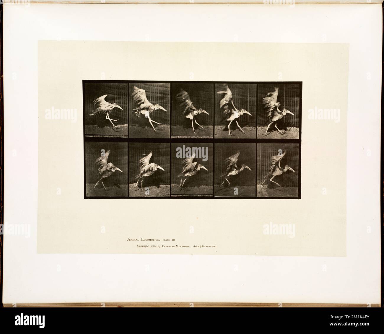Animal locomotion. Plate 775 , Storks, Flying, Animal locomotion, an ...
