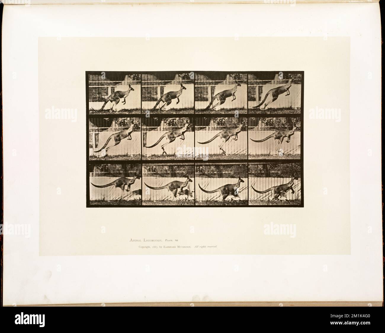 Animal locomotion. Plate 752 , Kangaroos, Jumping, Animal locomotion ...