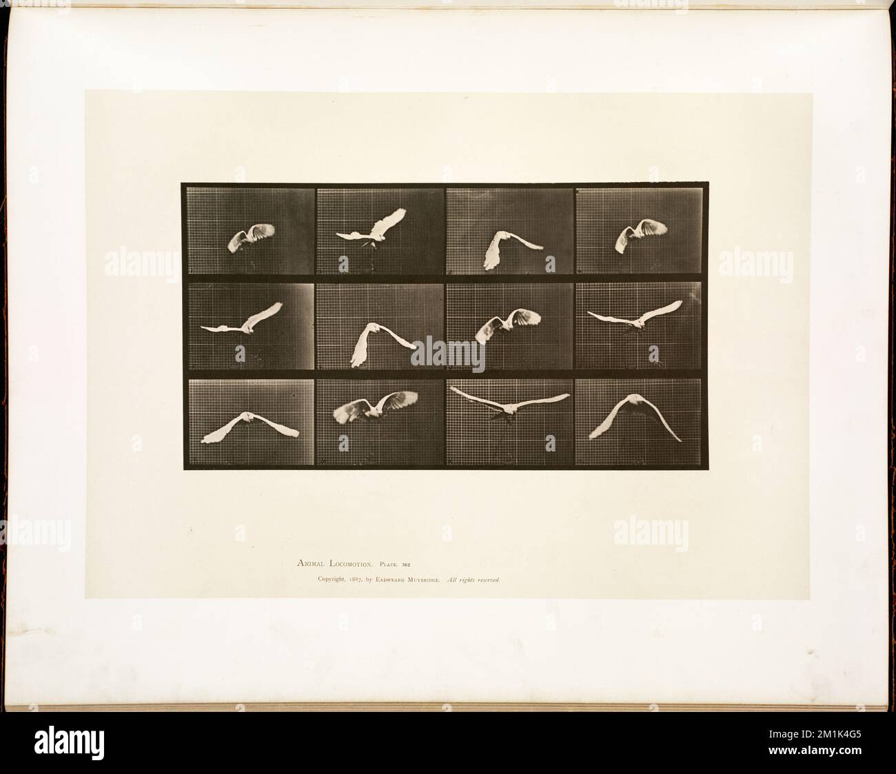 Animal locomotion. Plate 762 , Cockatoos, Flying, Animal locomotion, an ...