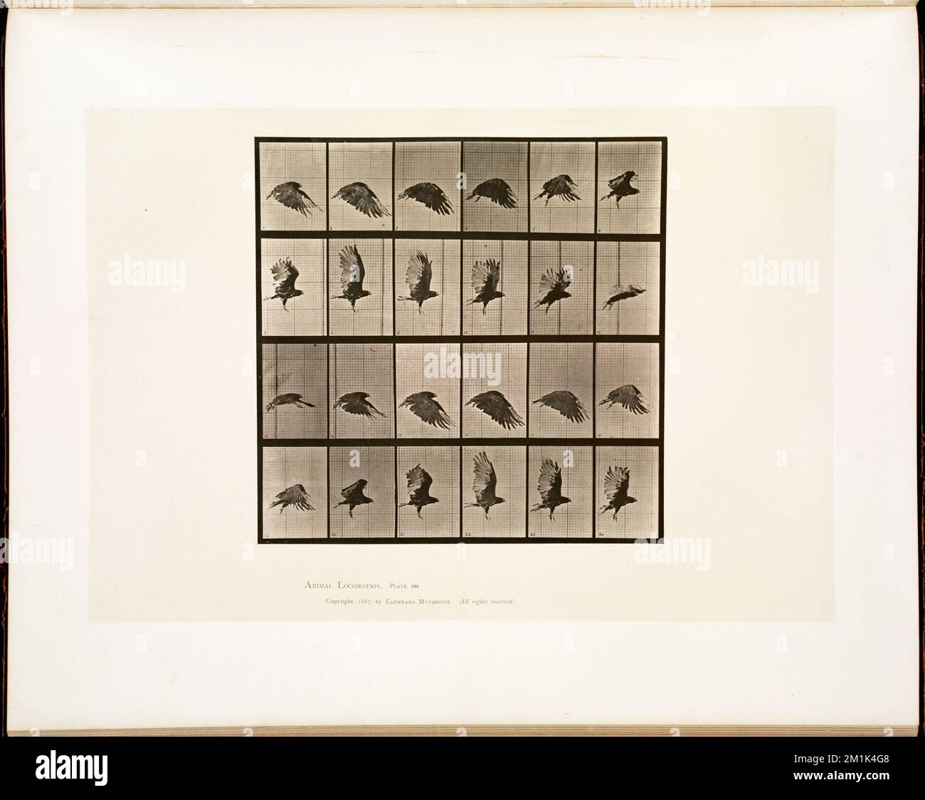 Animal locomotion. Plate 765 , Vultures, Flying, Animal locomotion, an ...