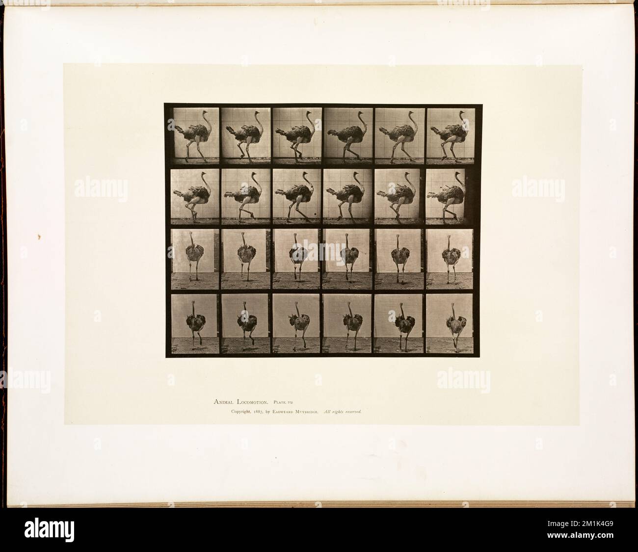 Animal locomotion. Plate 772 , Ostriches, Walking, Animal locomotion ...