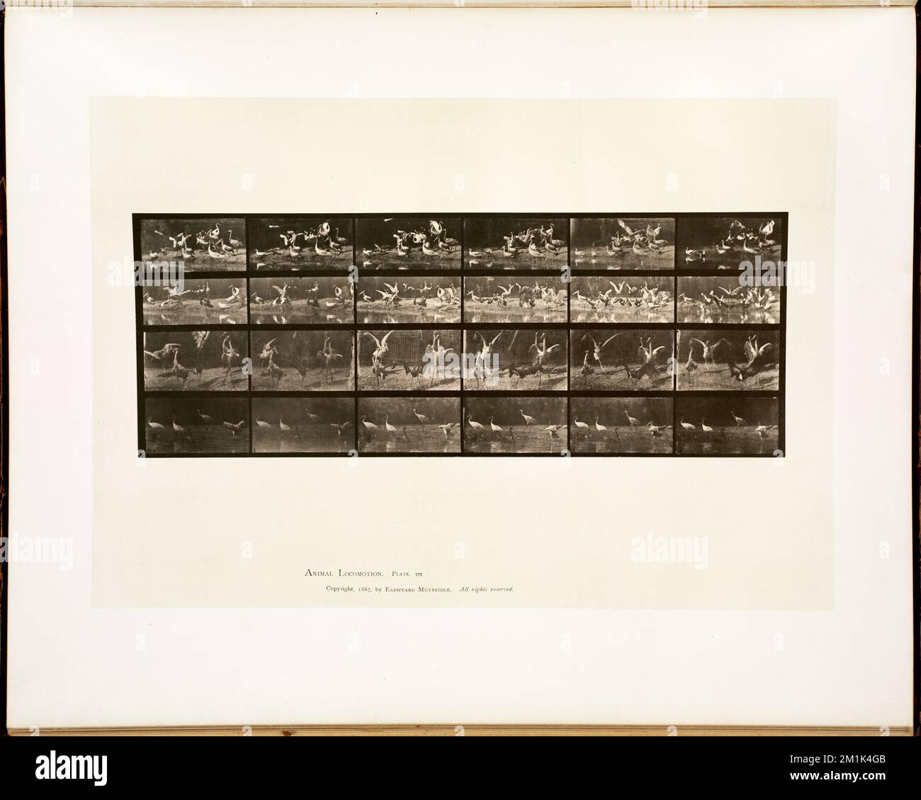 Animal locomotion. Plate 777 , Storks, Animal locomotion, an electro ...