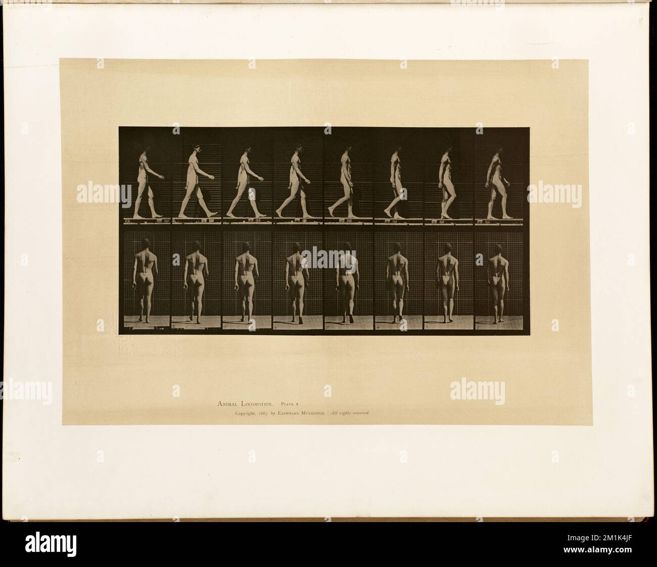 Animal locomotion. Plate 8 , Men, Walking, Human locomotion, an electro ...