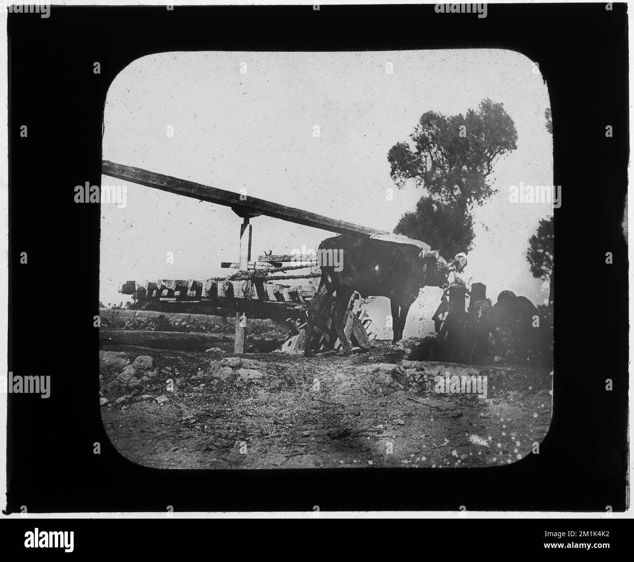 Animal-powered mill , Milling machines, Bulls. Nicholas Catsimpoolas ...