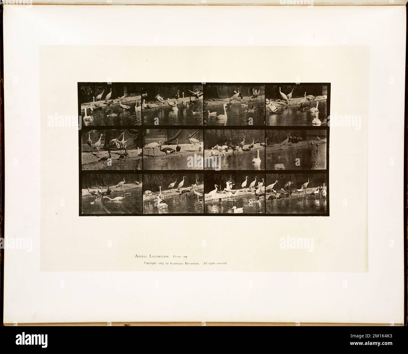 Animal locomotion. Plate 779 , Storks, Swans, Swimming, Animal ...