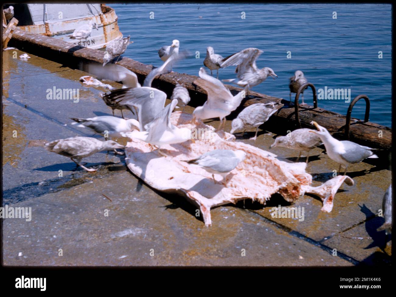 Birdwatching collection hi-res stock photography and images - Alamy