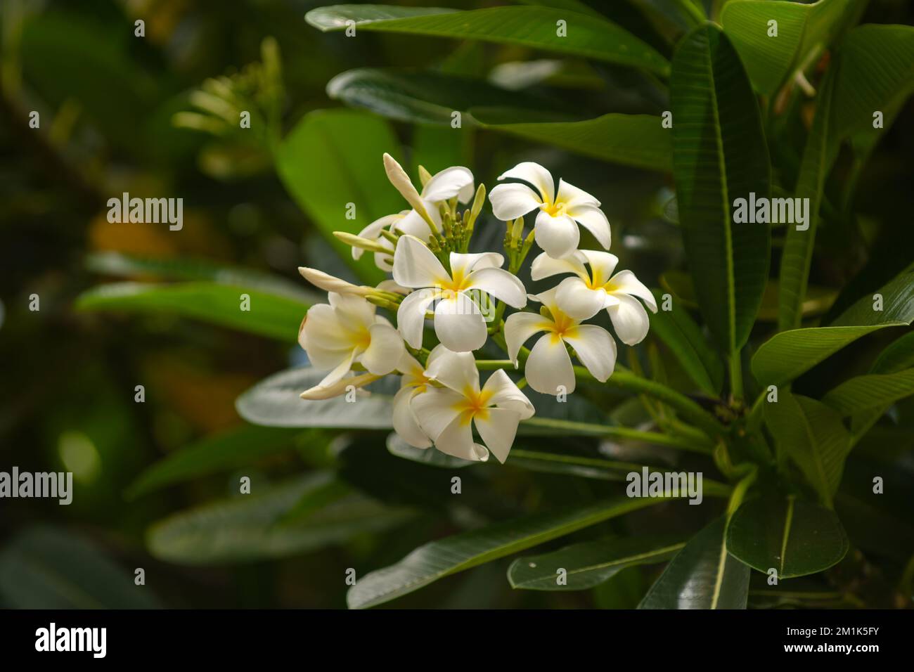 Frangipani flowers with blue sky background. Beautiful frangipani ...