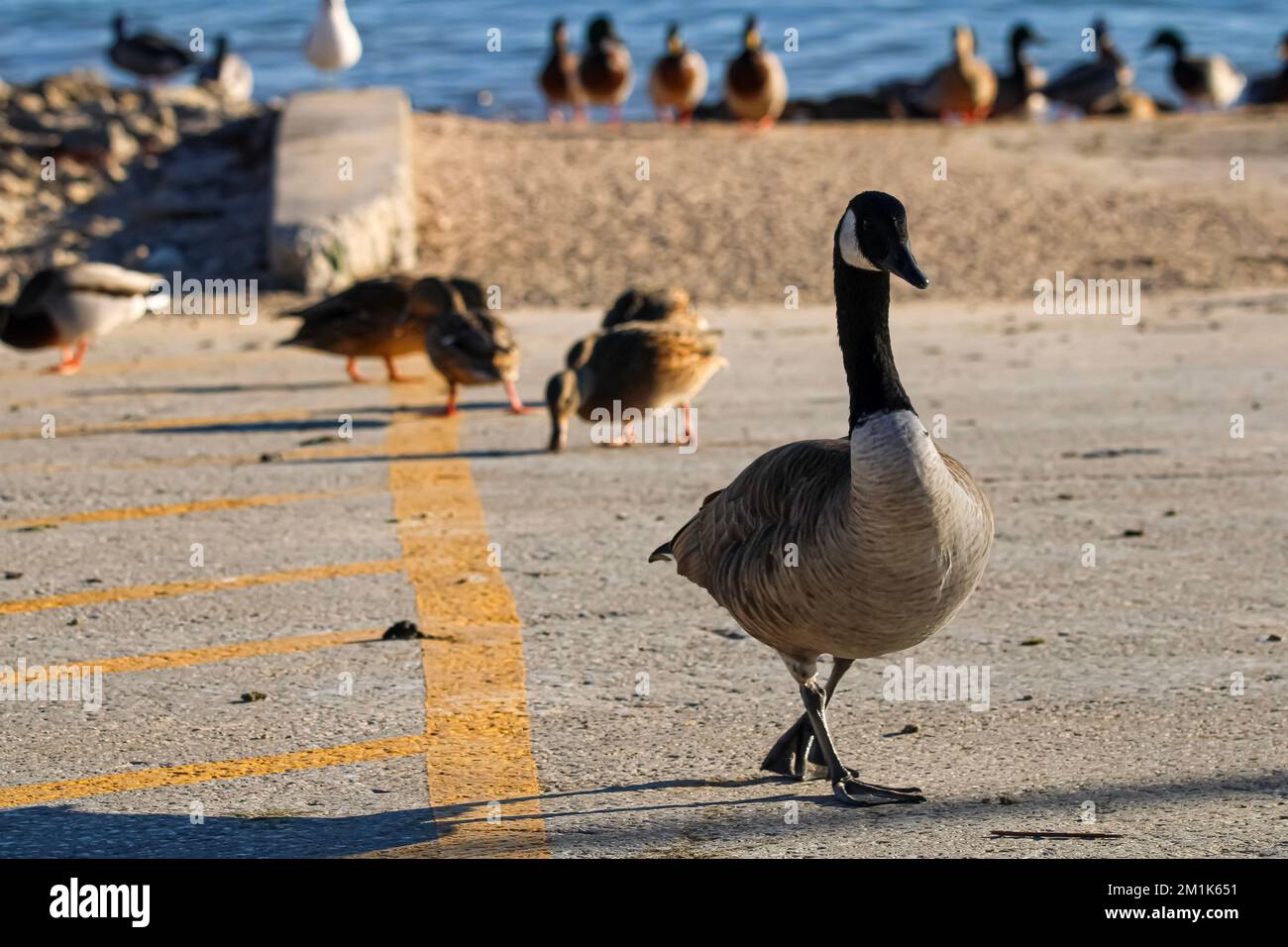 A Canadian Goose (Branta canadensis) in front of mallard ducks in Lake ...