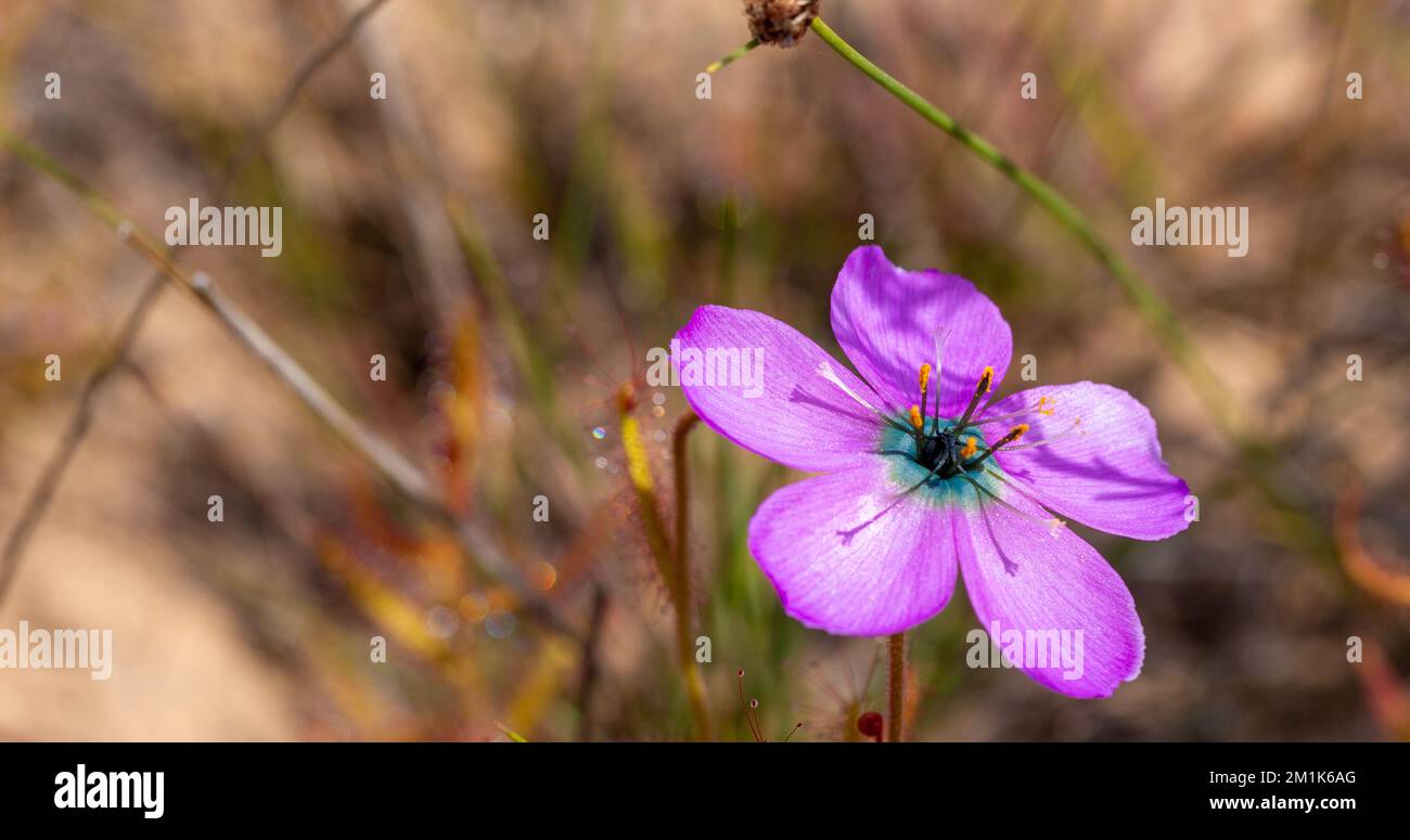 pink flower of the carnivorous plant Drosera cistiflora in natural ...