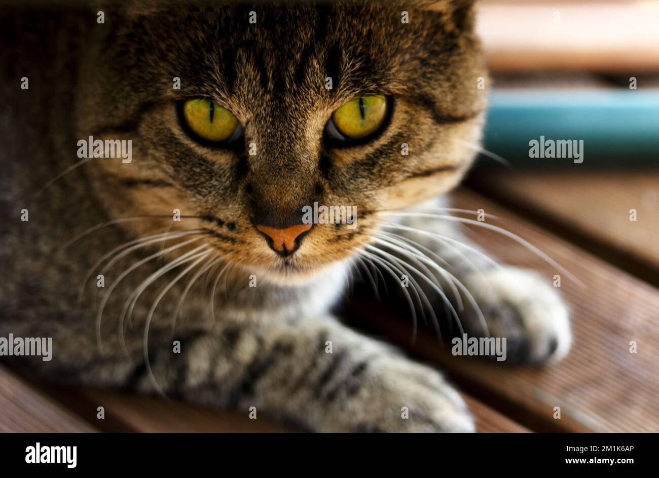 Three cats row hi-res stock photography and images - Alamy