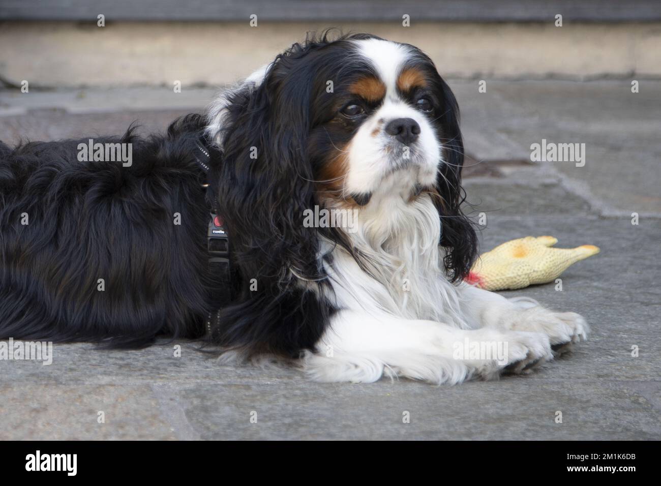 Cavalier portrait hi-res stock photography and images - Alamy