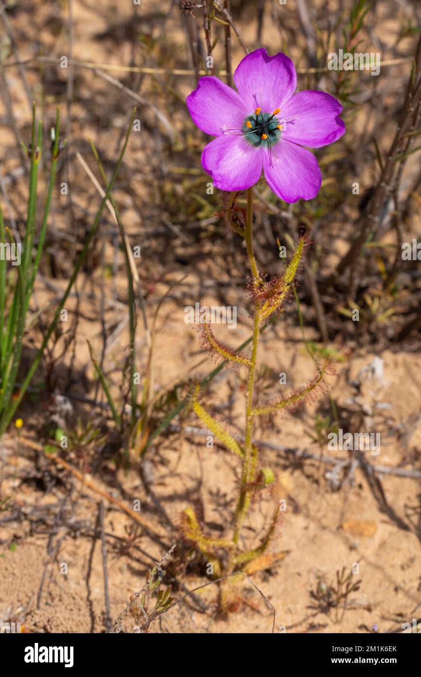 Side view of a flowering Drosera cistiflora (a carnivorous plant) taken ...